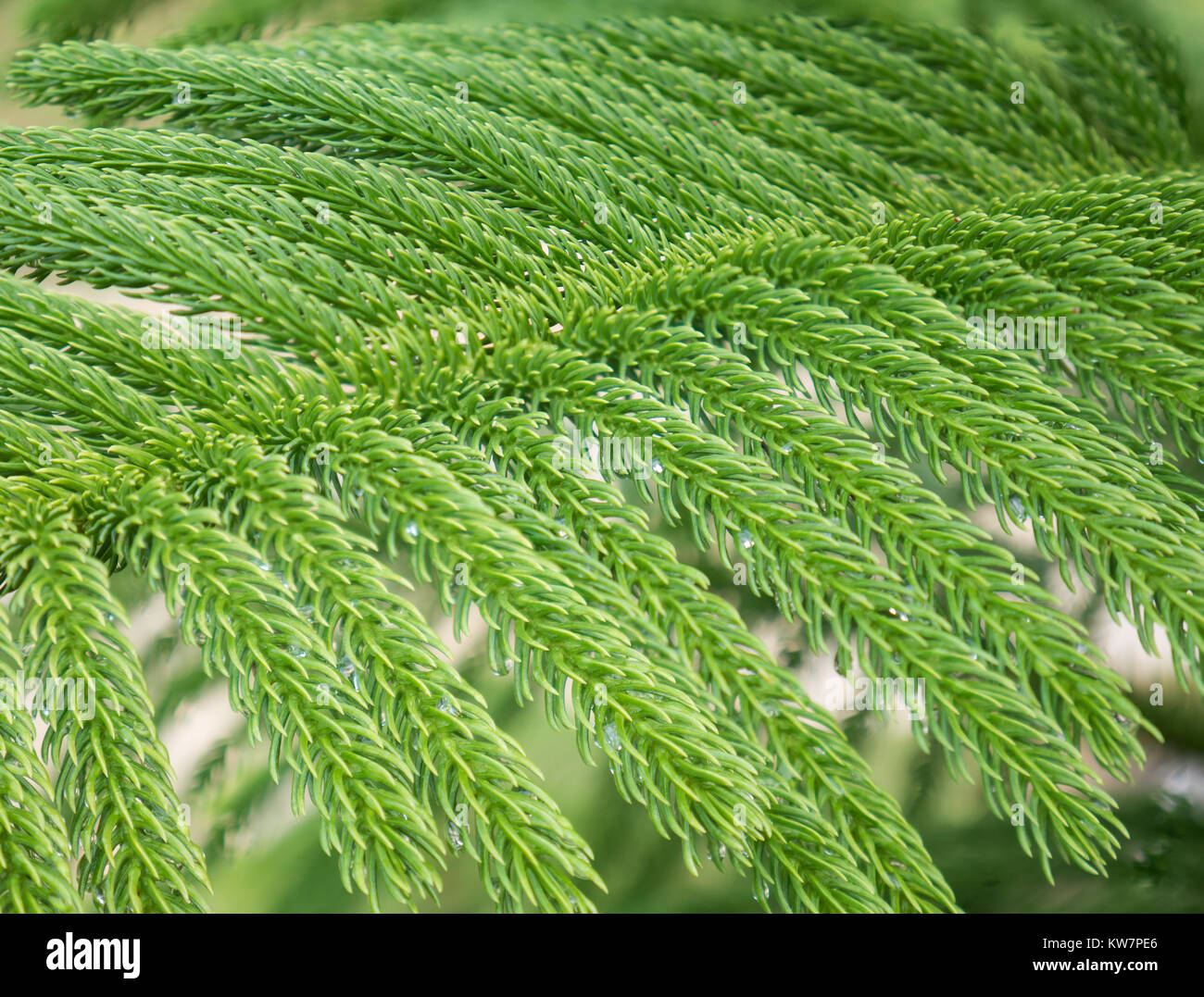 Close up green cook pine leaf ,Araucaria columnaris Stock Photo - Alamy