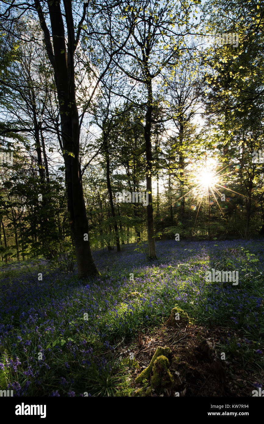 Milton wood hi-res stock photography and images - Alamy