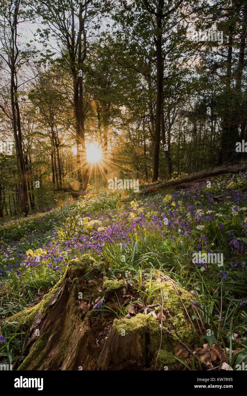 Delcombe woods hi-res stock photography and images - Alamy