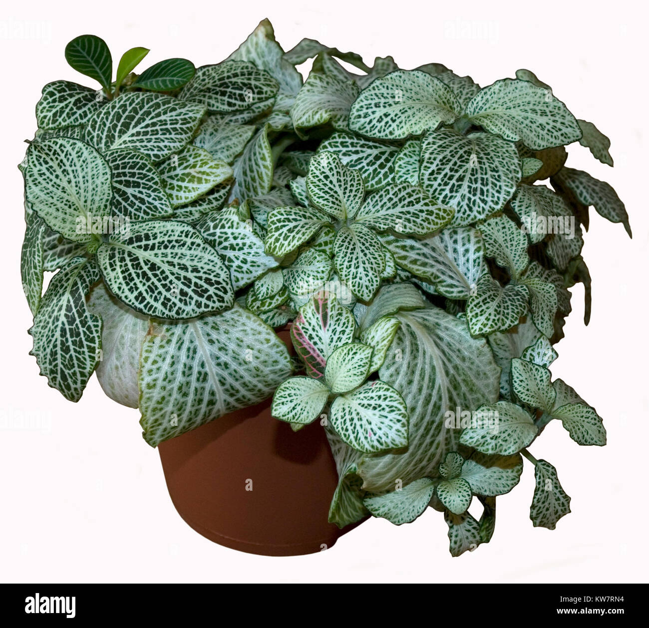 Fittonia albivenis hi-res stock photography and images - Alamy