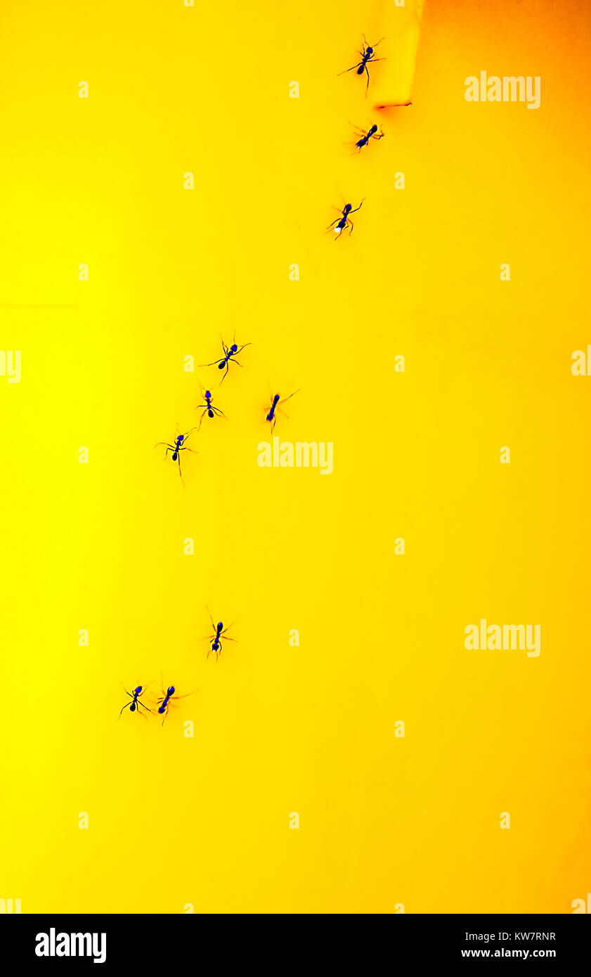 Ants on a yellow garbage bin Stock Photo - Alamy