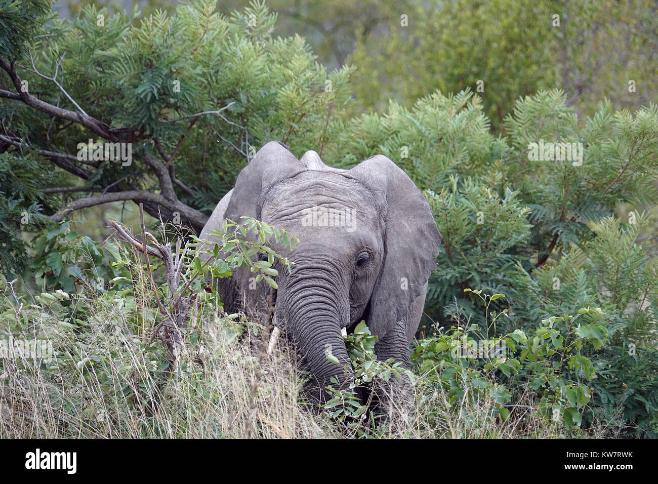 African Elephant Kruger National Park alone in the wilderness Stock ...