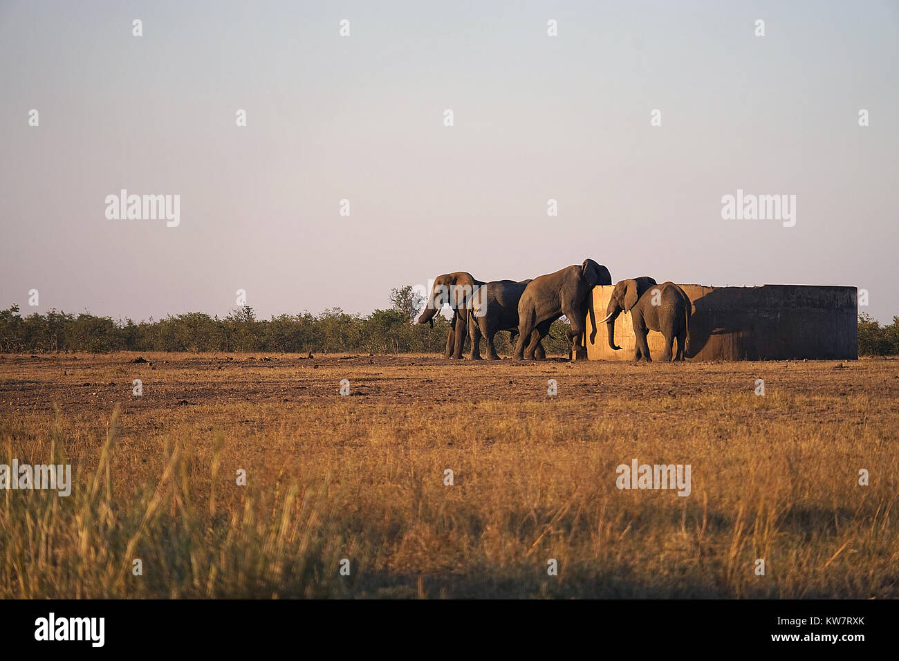 African Elephant Kruger National Park wilderness at the Watertank Stock ...
