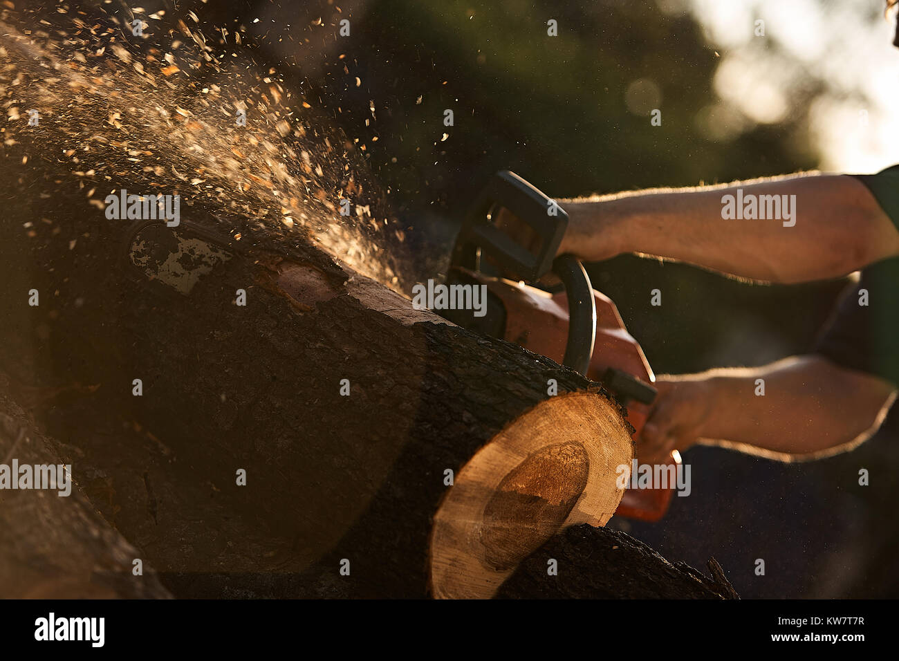 A man cutting tree with chainsaw Stock Photo - Alamy