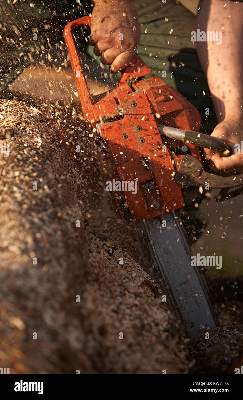 A man cutting tree with chainsaw Stock Photo - Alamy