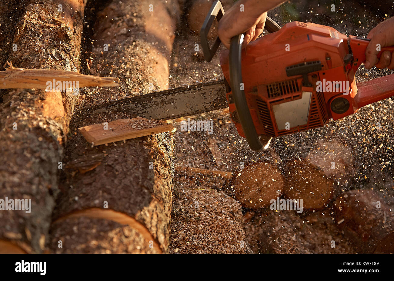 A man cutting tree with chainsaw Stock Photo - Alamy