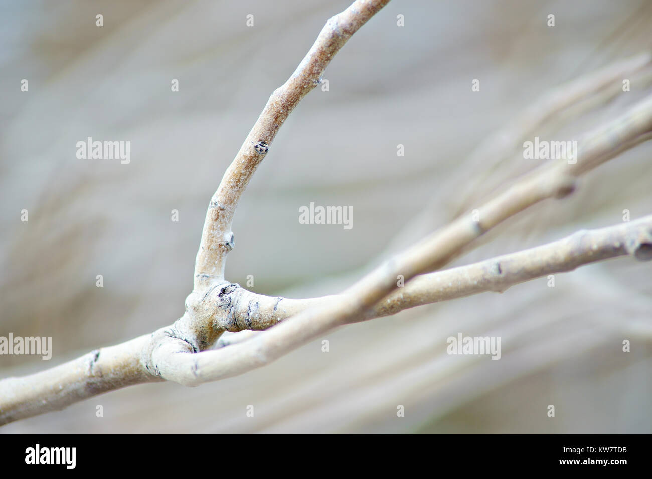 Leave less trees hi-res stock photography and images - Alamy
