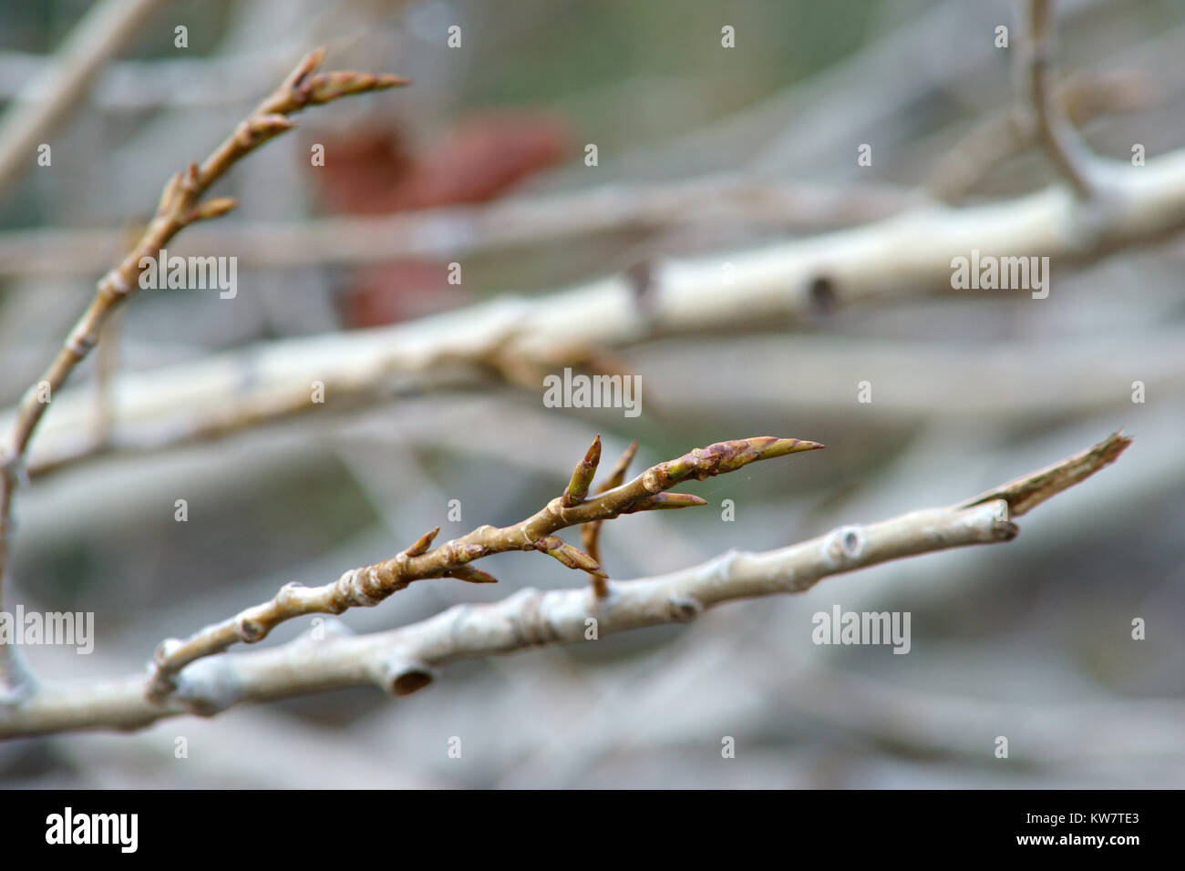 Leave less trees hi-res stock photography and images - Alamy