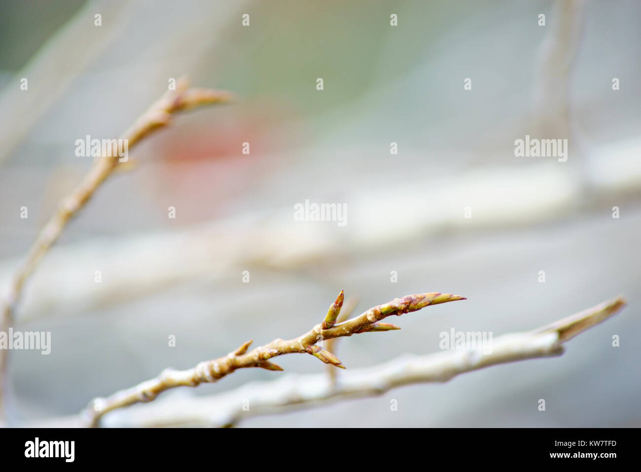 Tree Branches without leaves Stock Photo - Alamy