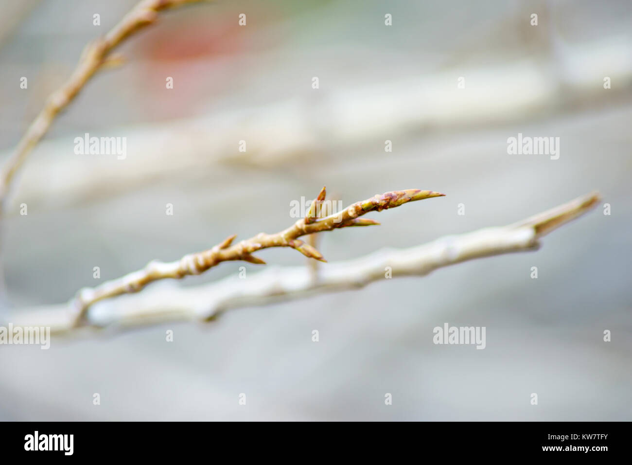 Tree Branches without leaves Stock Photo - Alamy