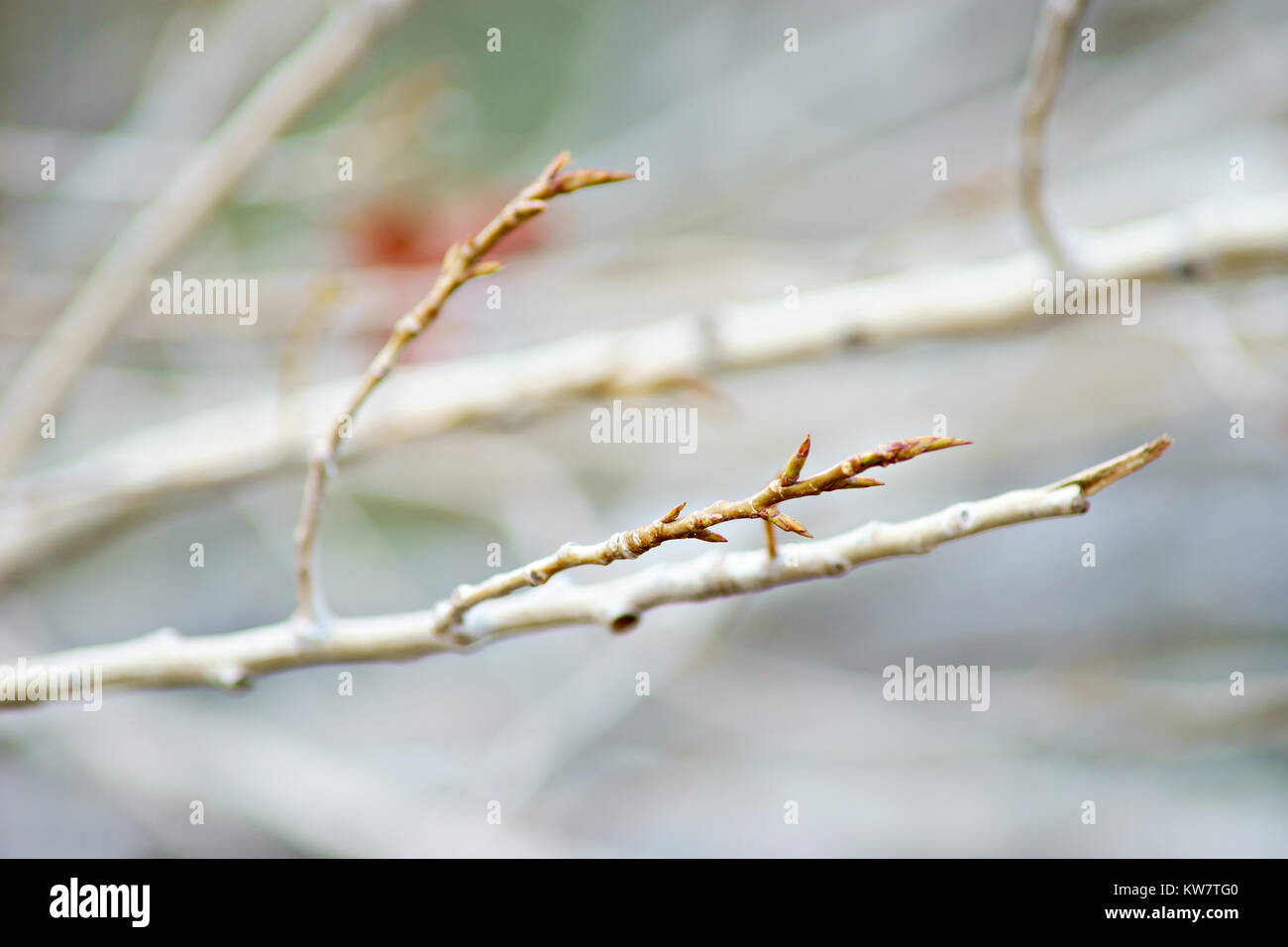 Tree Branches without leaves Stock Photo - Alamy