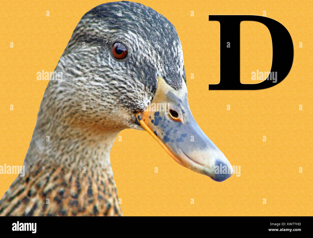 Mallard duck facing forward hi-res stock photography and images - Alamy