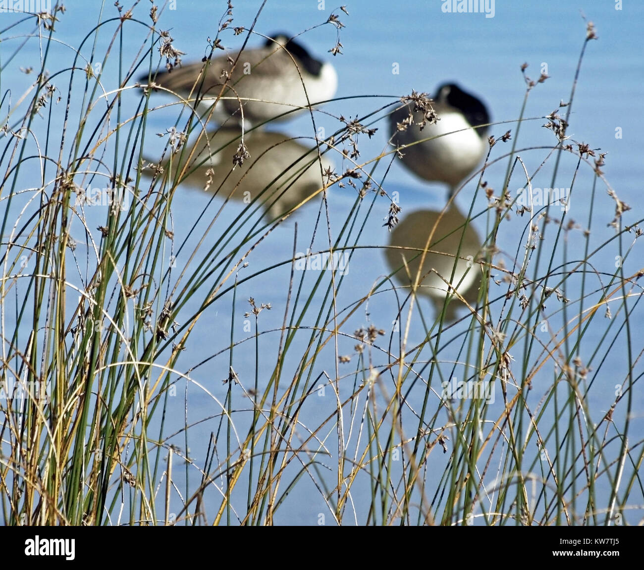 Two Canada Geese resting in shallow waters behind tall marsh grasses ...