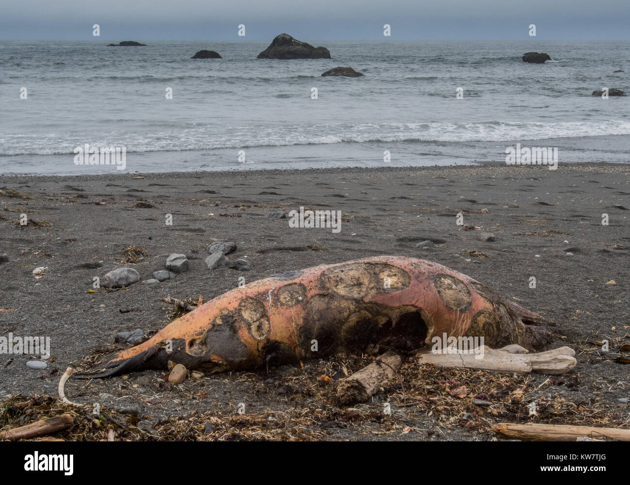 Seal Corpse Rots on Beach with Pacific Ocean in Background Stock Photo ...
