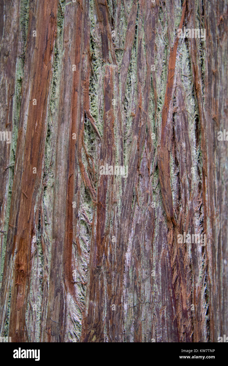 Streaks of Rough Redwood Bark background image Stock Photo - Alamy