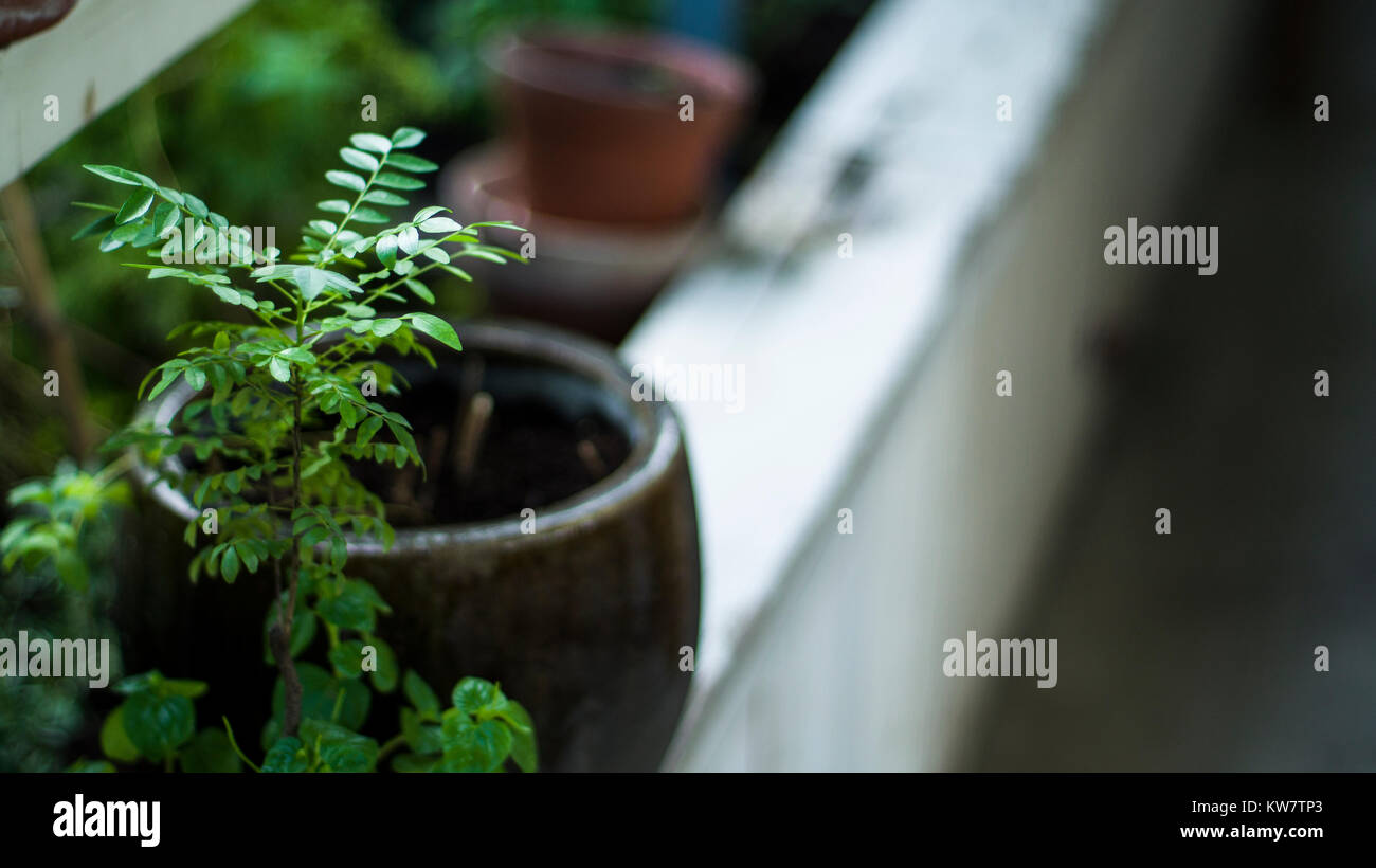 green feels fresh Stock Photo - Alamy