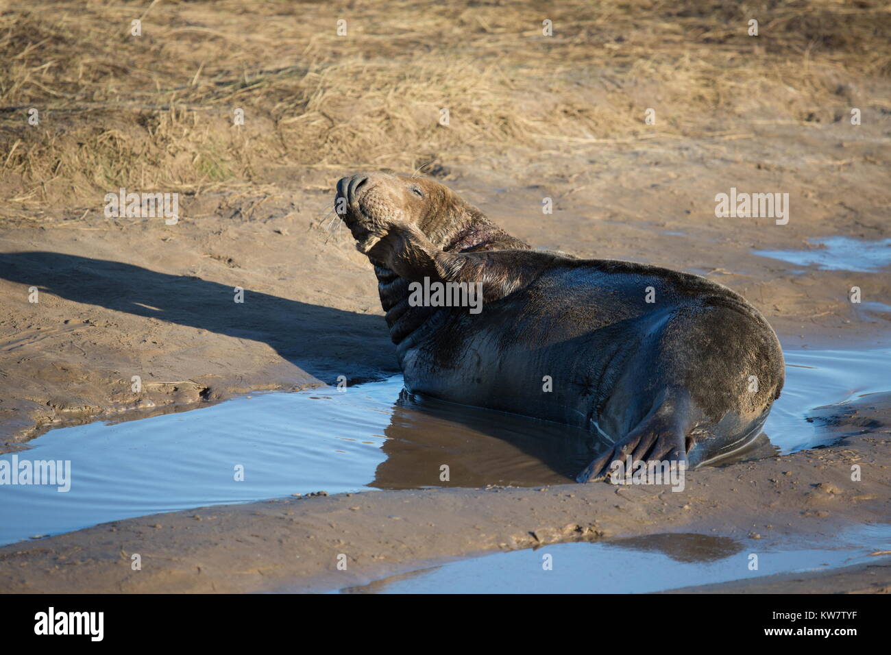 Large bull seals hi-res stock photography and images - Alamy