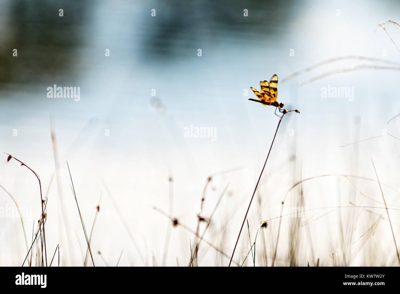 Dragonfly in the everglades of Florida Stock Photo - Alamy