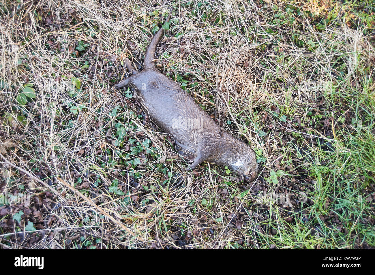 Dead Eurasian otter (Lutra lutra) showing bullet hole to the rear flank ...