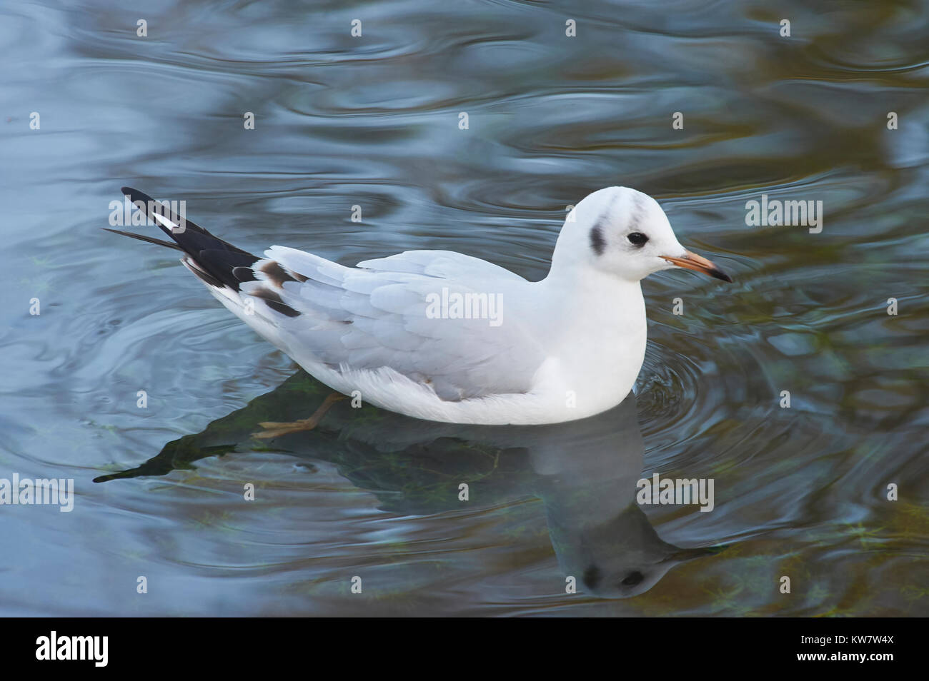 Little Gull (larus minutus Stock Photo - Alamy