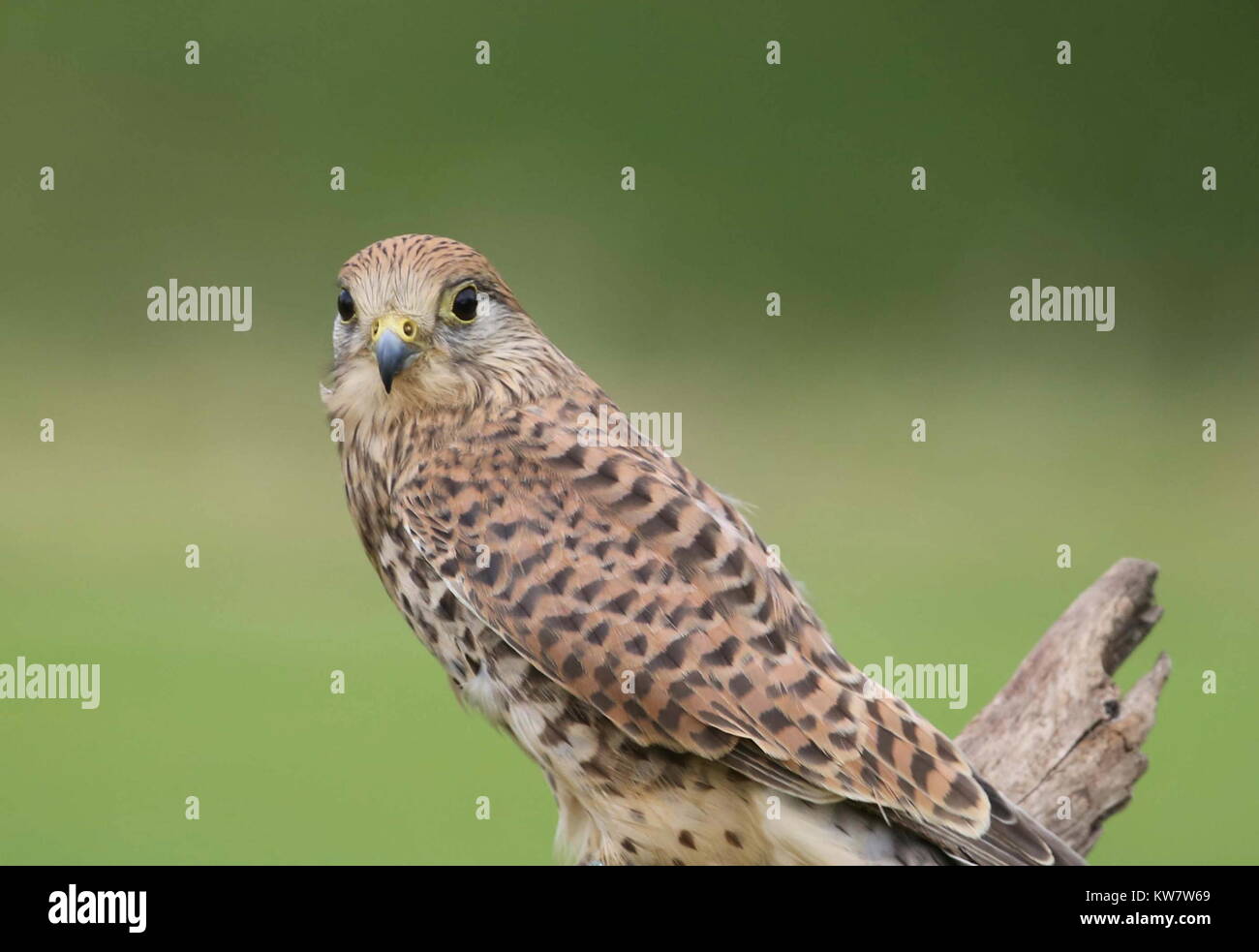 Portrait format kestrel hi-res stock photography and images - Alamy