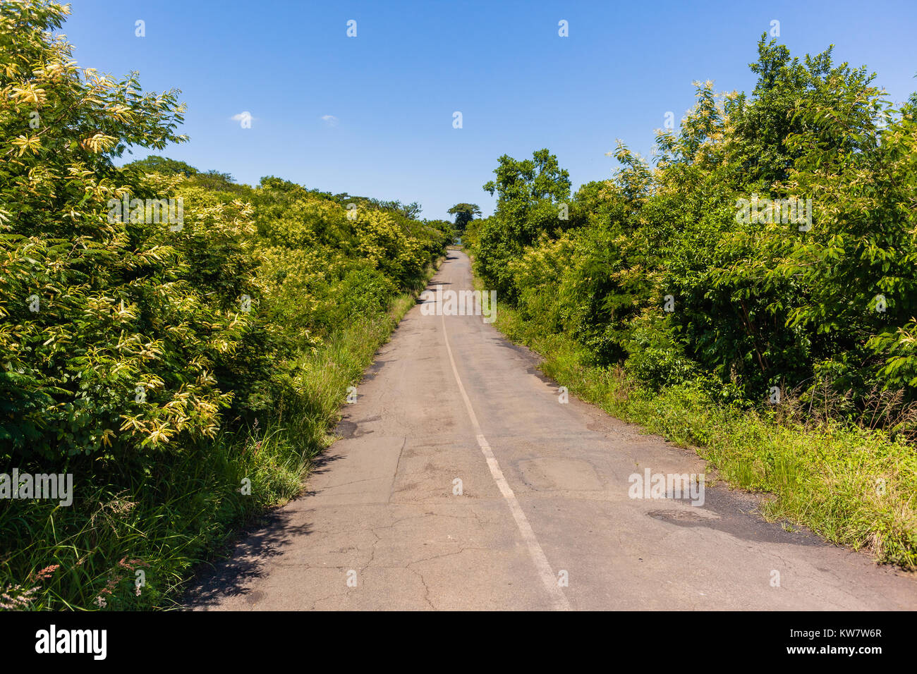 Old single lane road route lined and covered with thick bush and trees ...