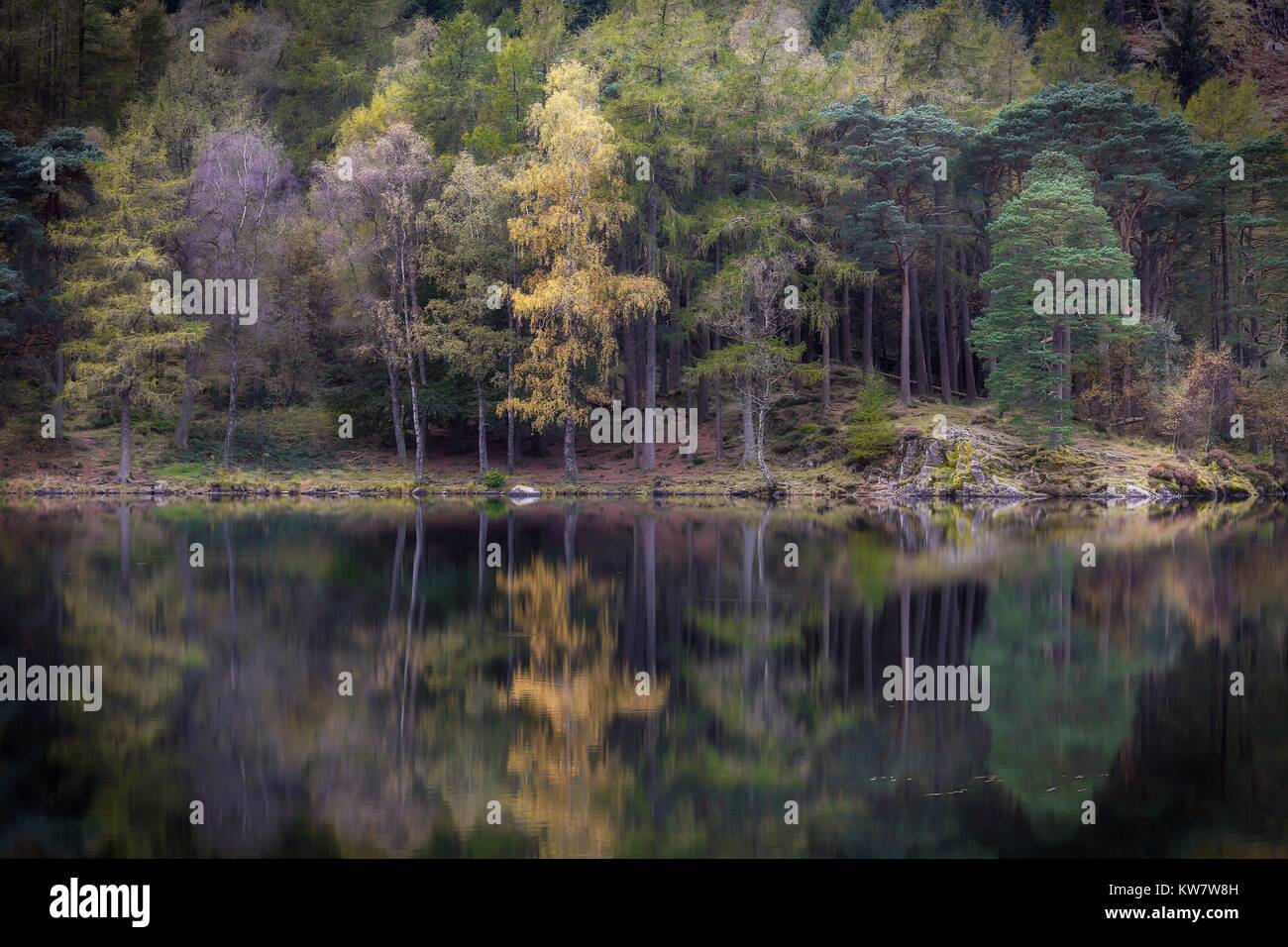 Blea tarn trees Stock Photo - Alamy