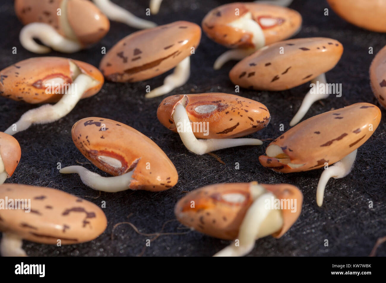 Runner bean seed hi-res stock photography and images - Alamy