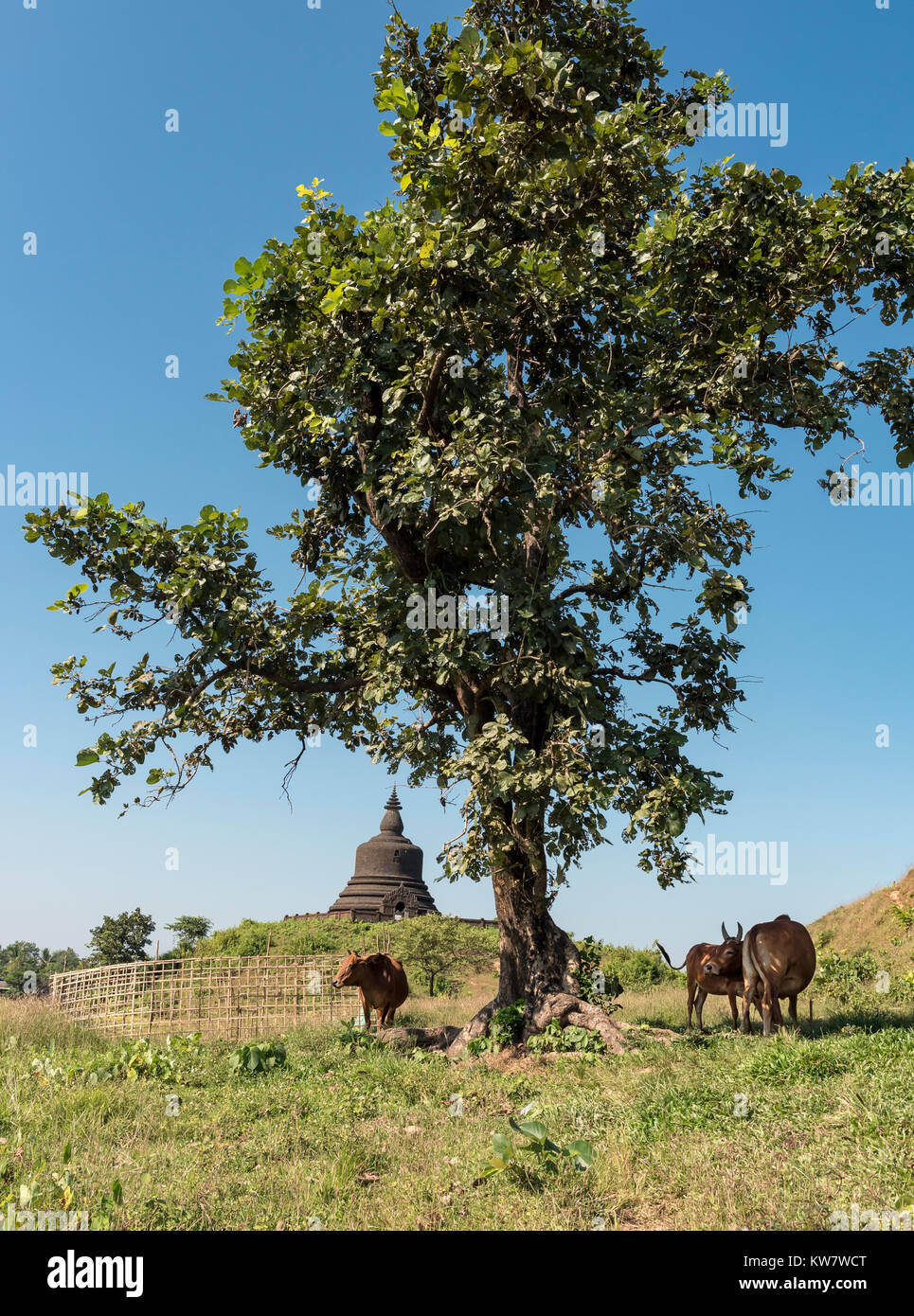 Myanmar cows hi-res stock photography and images - Alamy
