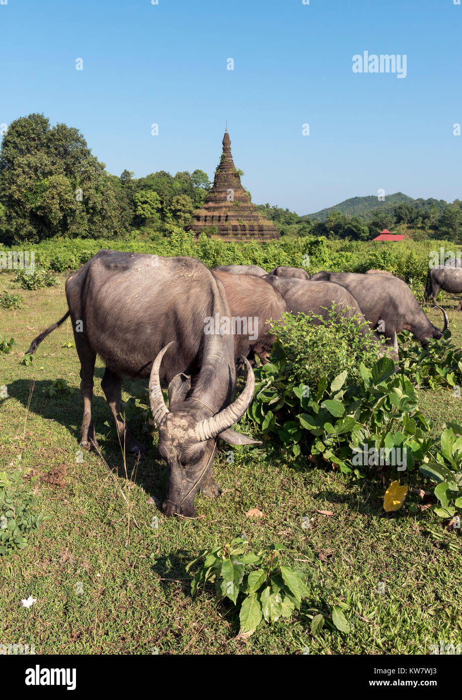 Myanmar water buffalo temple hi-res stock photography and images - Alamy