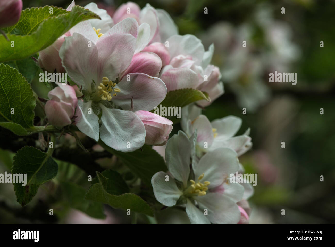 The pink and white spring flowers of a Bramley apple tree in an English ...