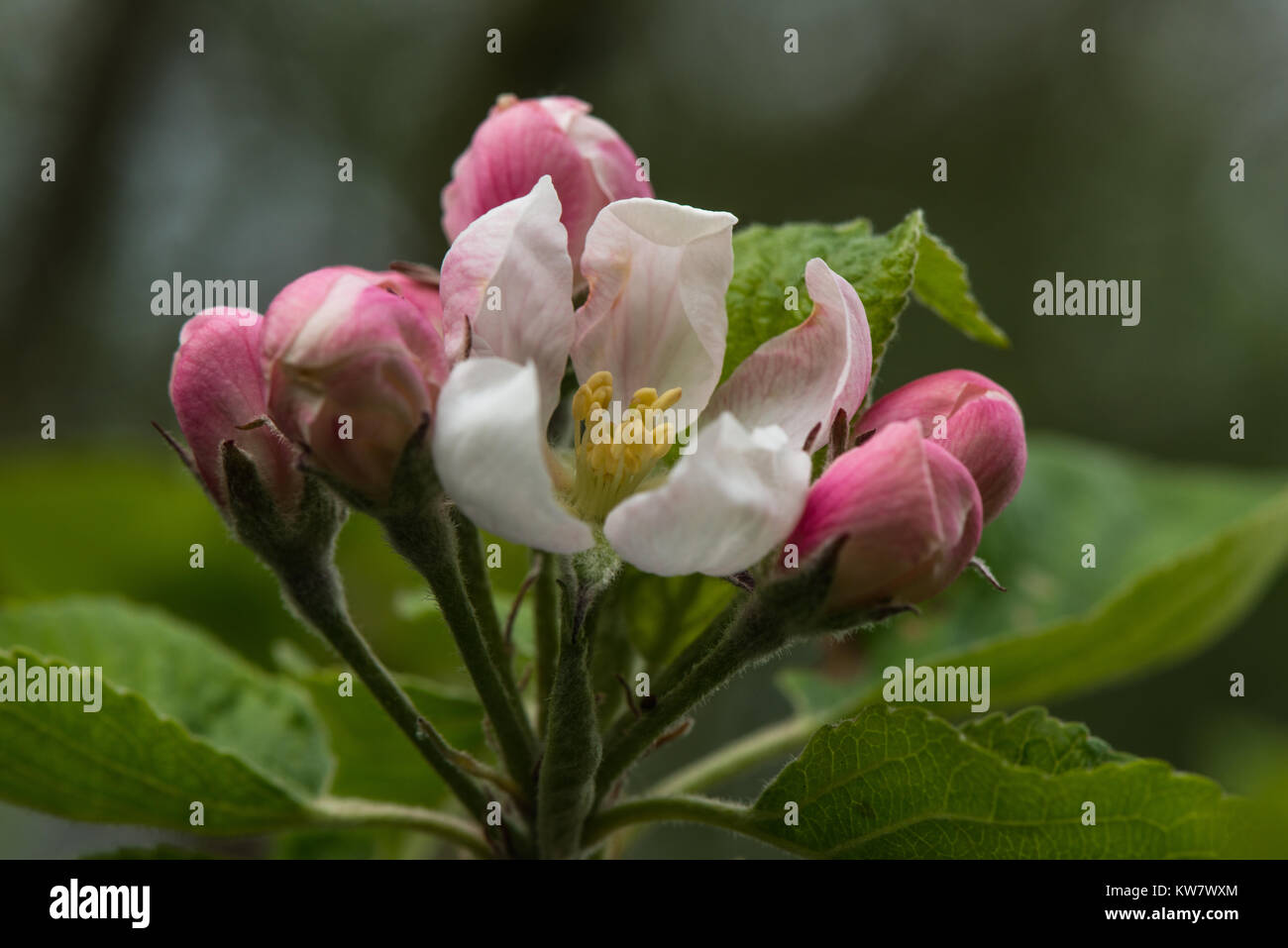 The pink and white spring flowers of a Bramley apple tree in an English ...