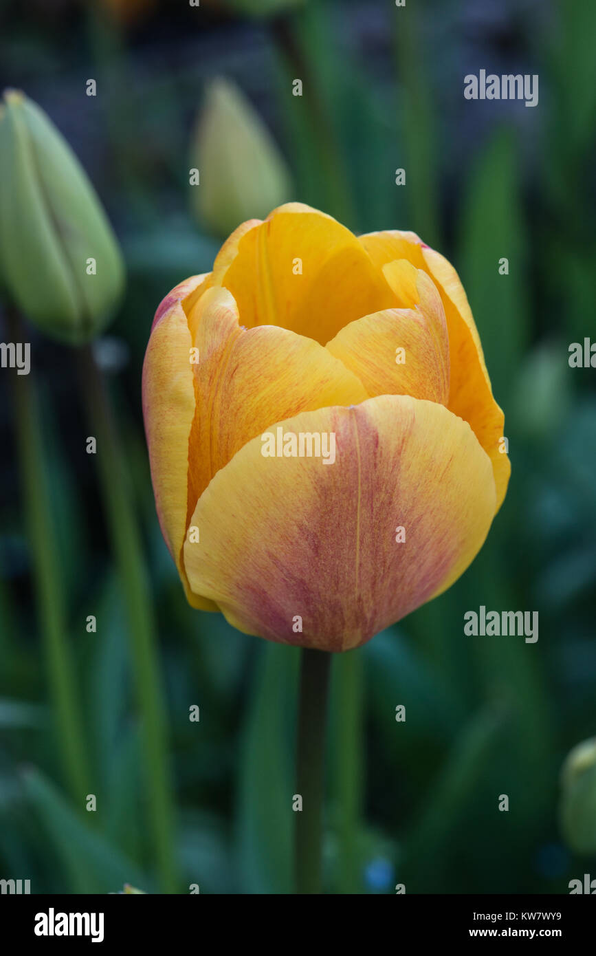 Bright coloured Tulip flowering in the garden in spring in an English ...