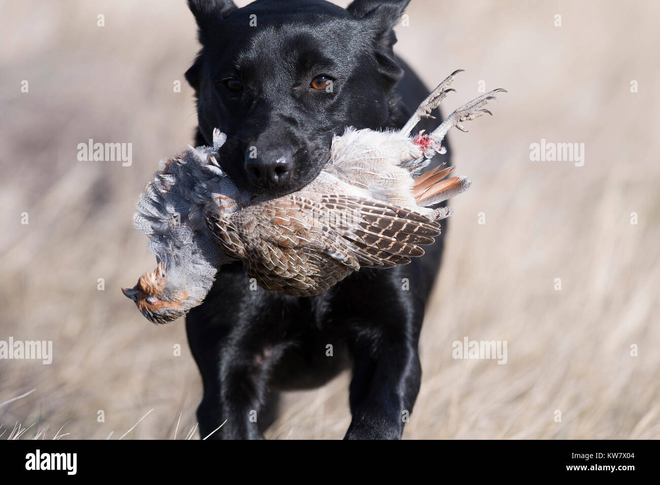 Black Labrador Retriever with a Hungarian Partridge in North Dakota ...