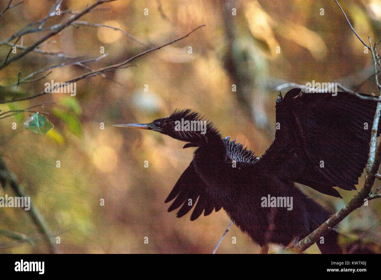 Female Anhinga bird called Anhinga anhinga and snakebird makes a nest ...