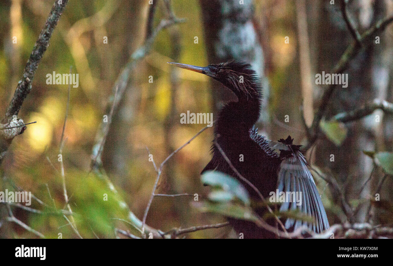 Female Anhinga bird called Anhinga anhinga and snakebird makes a nest ...