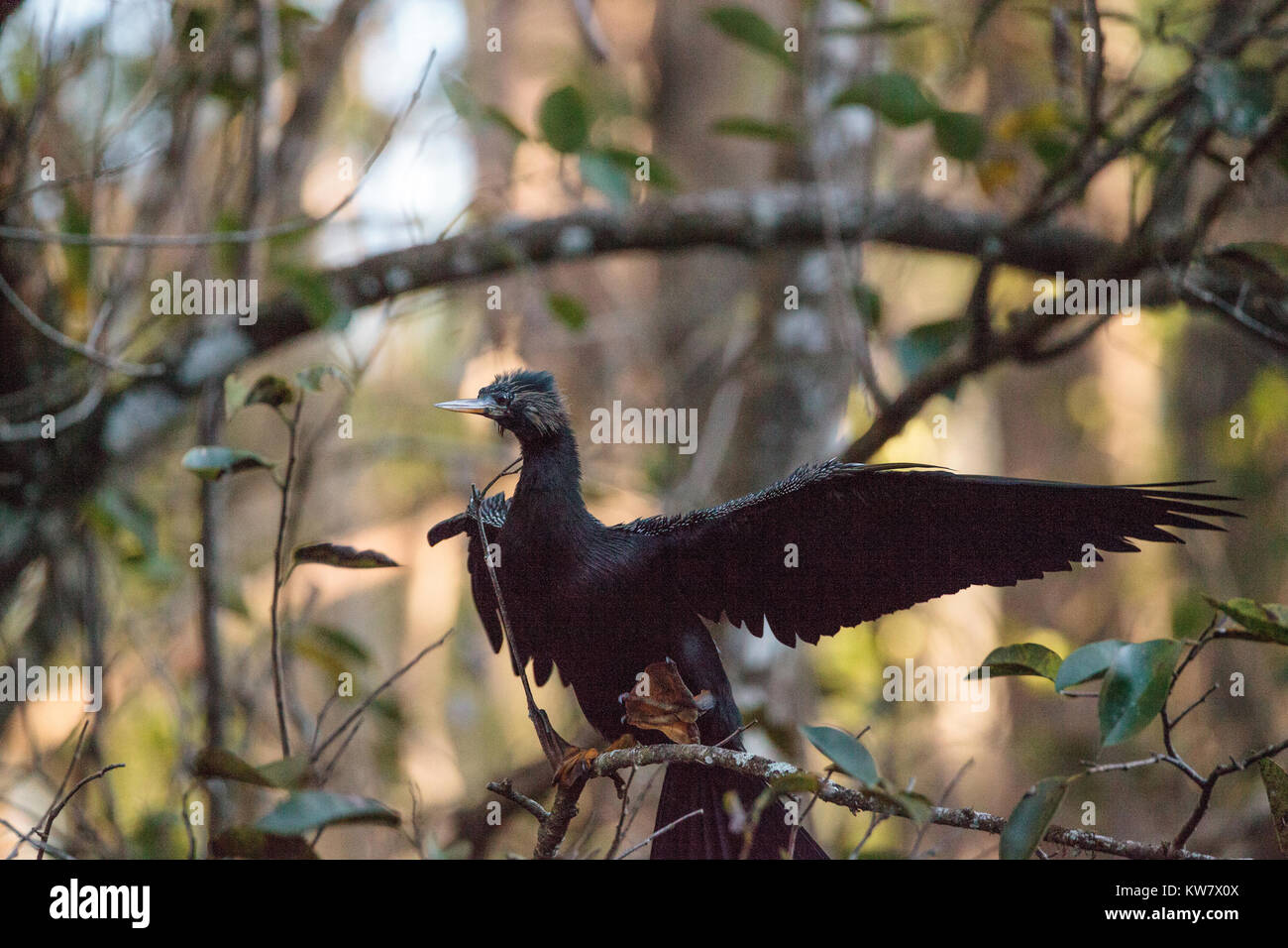 Female Anhinga bird called Anhinga anhinga and snakebird makes a nest ...