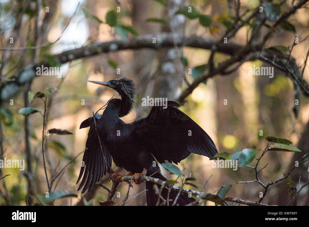 Female Anhinga bird called Anhinga anhinga and snakebird makes a nest ...