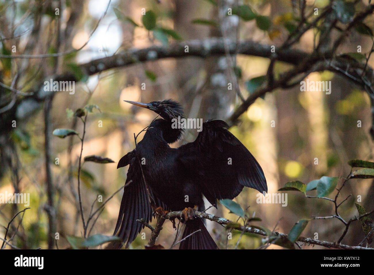 Female Anhinga bird called Anhinga anhinga and snakebird makes a nest ...