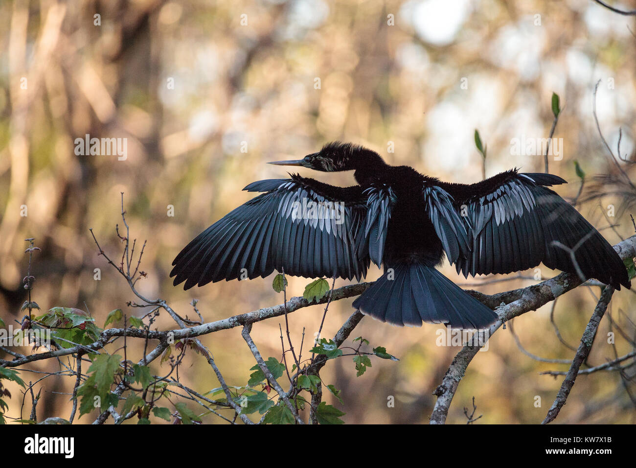 Female Anhinga bird called Anhinga anhinga and snakebird makes a nest ...