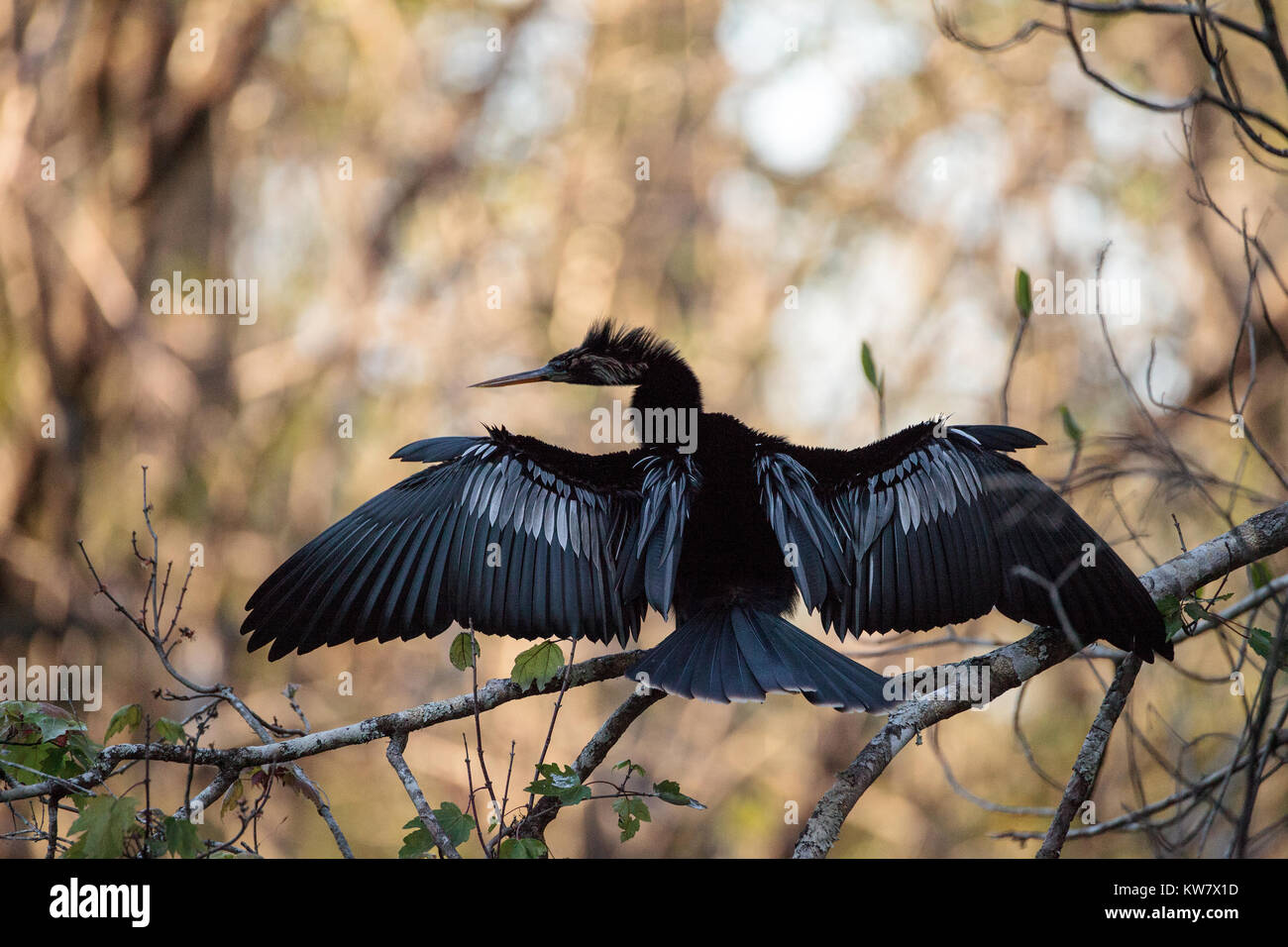 Female Anhinga bird called Anhinga anhinga and snakebird makes a nest ...