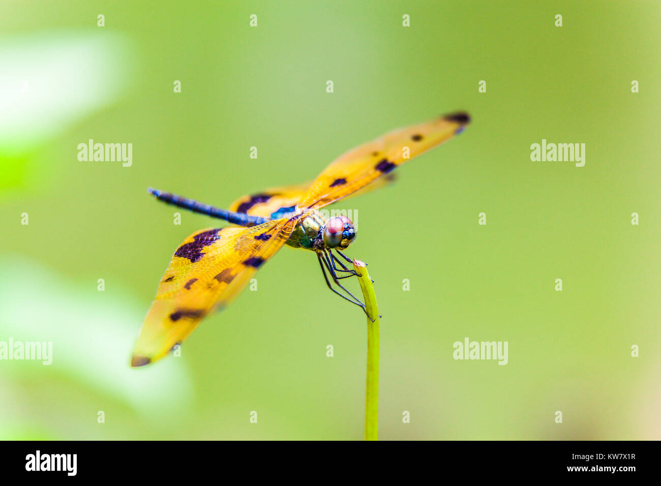 Flying dragon asia hi-res stock photography and images - Alamy