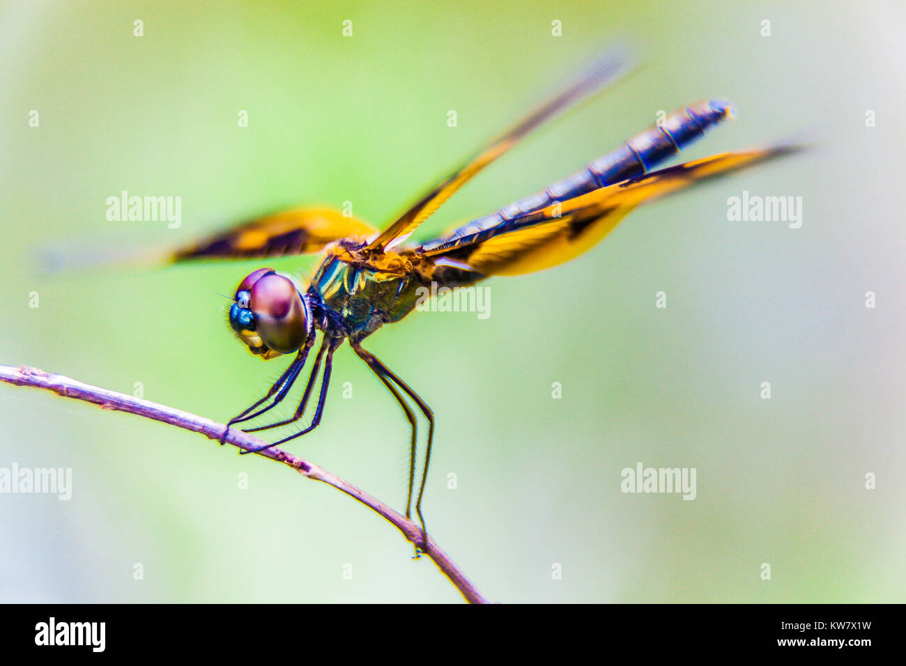 Flying dragon asia hi-res stock photography and images - Alamy