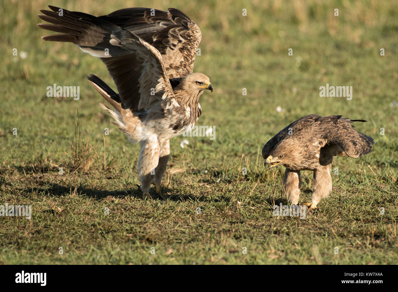 Two Tawny eagles ( Aquila rapax) standing and antagonising each other ...