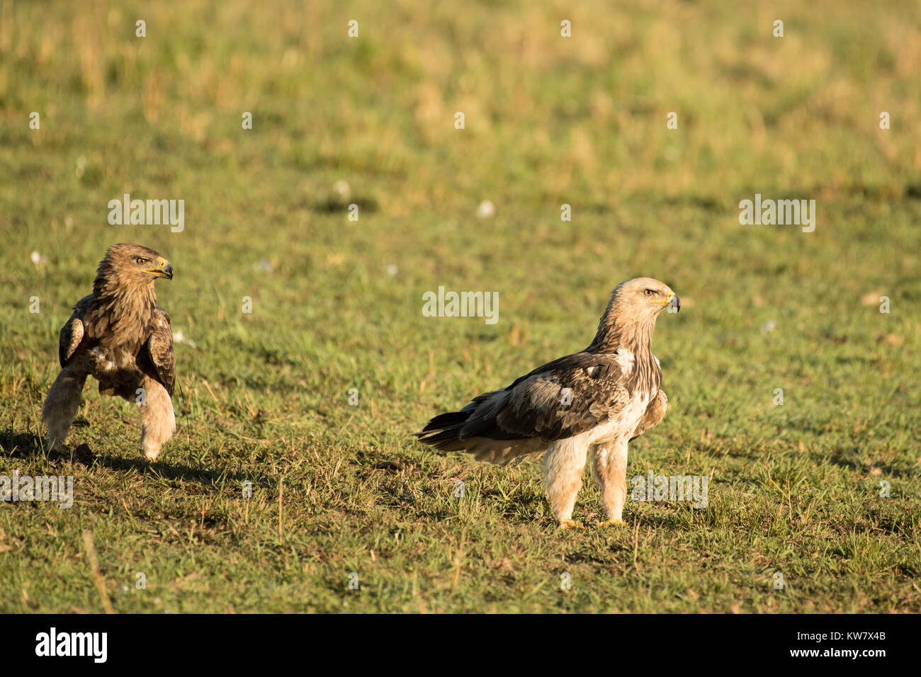 Two Tawny eagles ( Aquila rapax) standing and antagonising each other ...