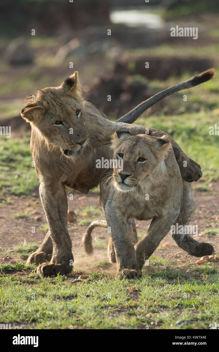 Two lion (Panthera pardus) cubs playing together in the Masai Mara game reserve Stock Photo - Alamy