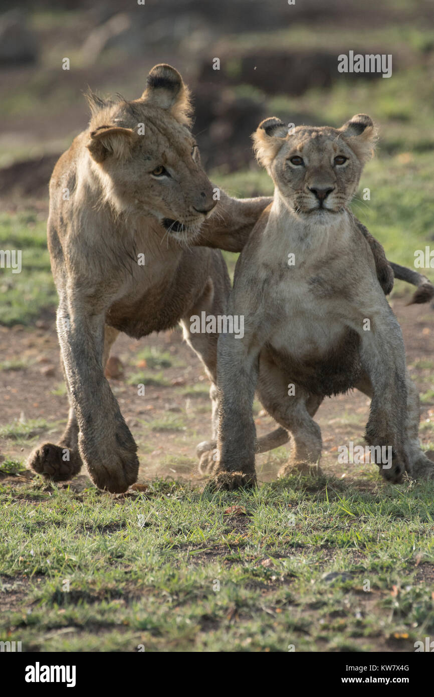 Two lion (Panthera pardus) cubs playing together in the Masai Mara game reserve Stock Photo - Alamy