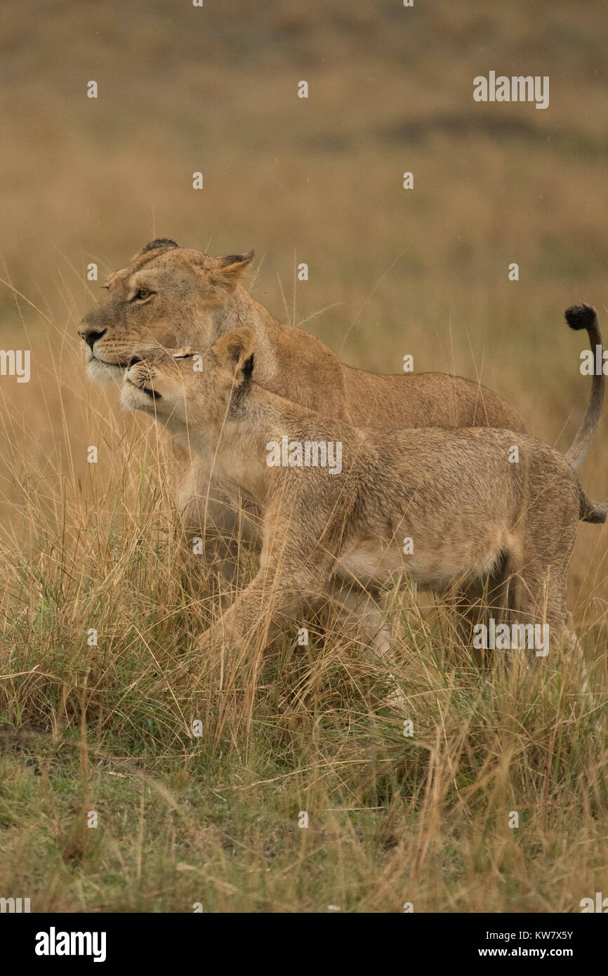 Nuzzling cats hi-res stock photography and images - Alamy