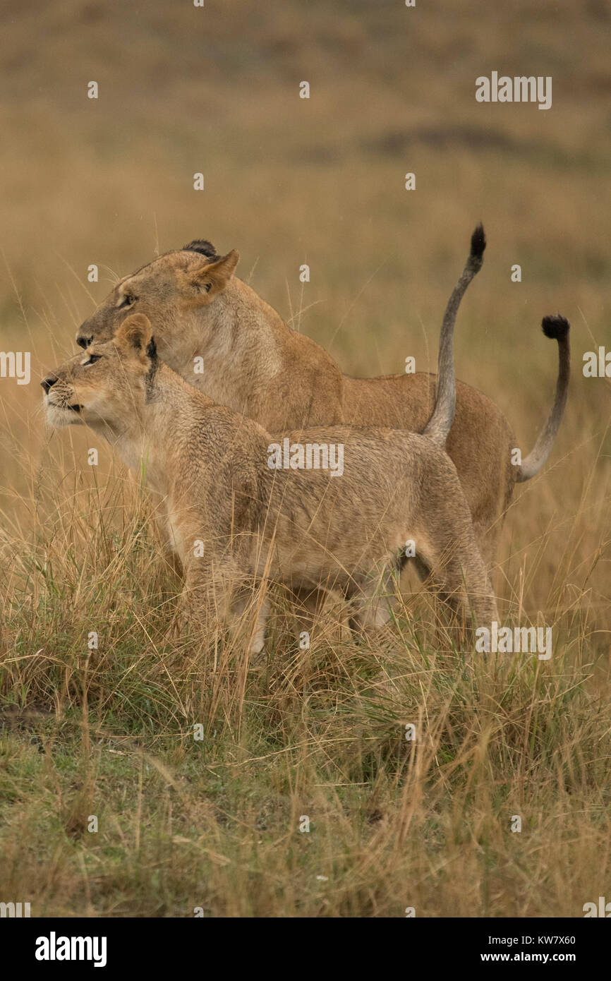 Mother and cub Lions (Panthera leo) nuzzling in the rain in the Masai ...