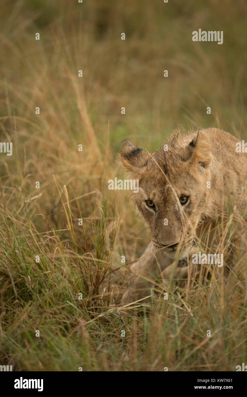 Lion cub (Panthera leo) crouching in the rain in the Masai Mara game ...